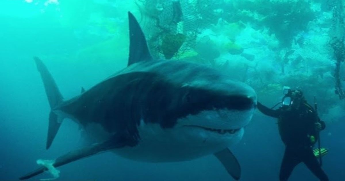 Under Paris, il miglior film sugli squali dai tempi di Jaws? Parliamone