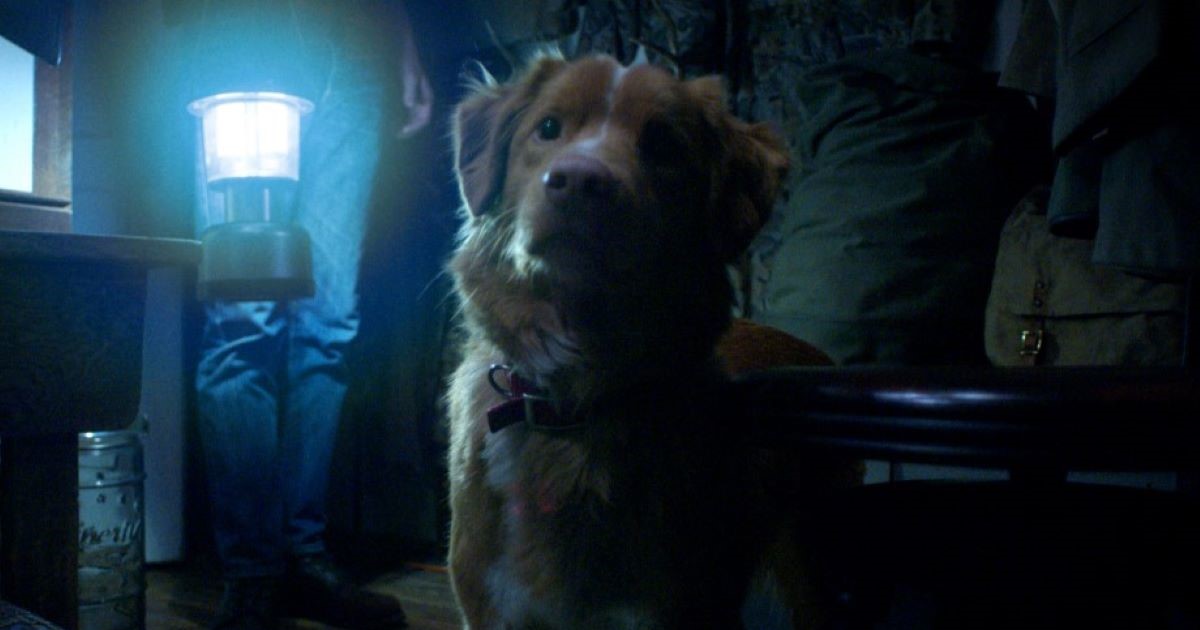 Arriva l’horror raccontato dal punto di vista del cane… e sta facendo ...